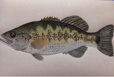 Atsushi Matsubayashi - Arches Papers